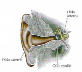 EL SISTEMA AUDITIVO: VIAJE EN AUTOBÚS DE LA OREJA AL CEREBRO ...