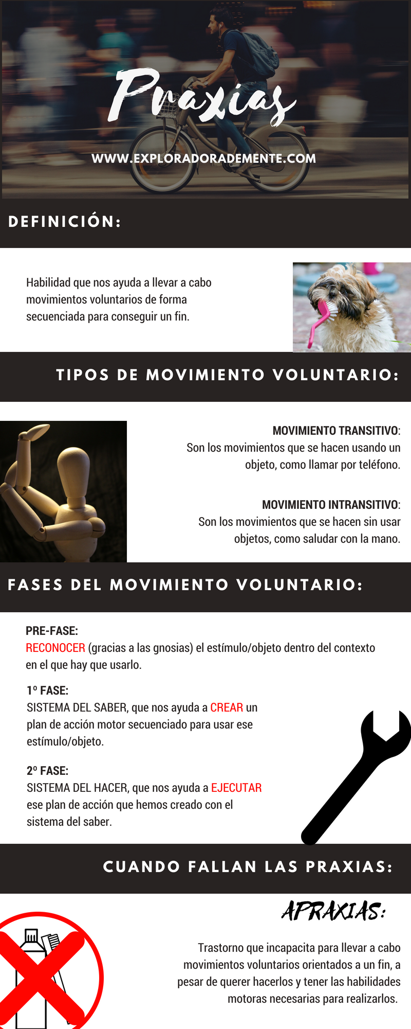 PRAXIAS: DEFINICIÓN, FASES Y TIPOS DE MOVIMIENTO – Exploradora deMente