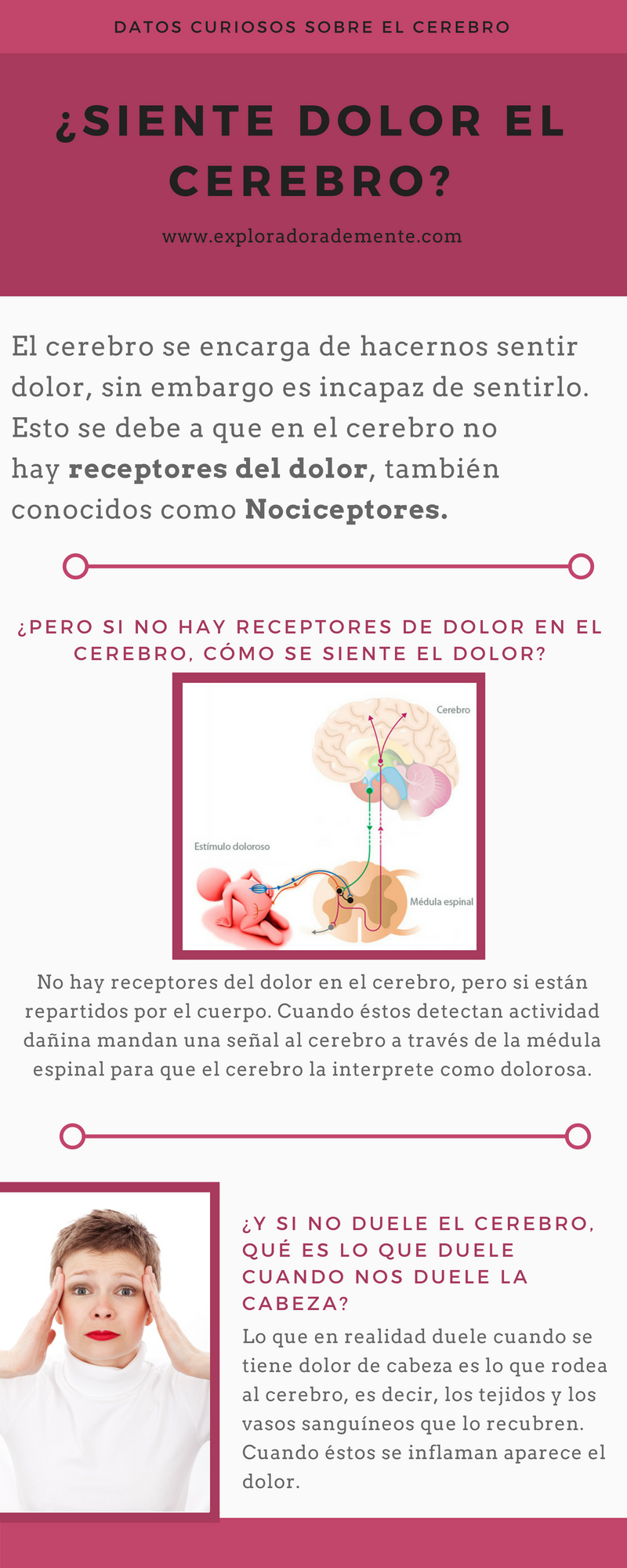 Cerebro – Exploradora deMente